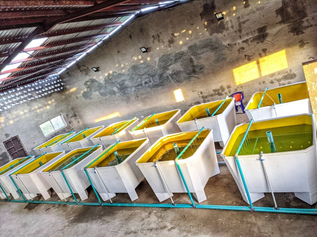Project Gallery : [ AUSTRALIA - Fremantle, Perth ] [ Hatchery Farm ]