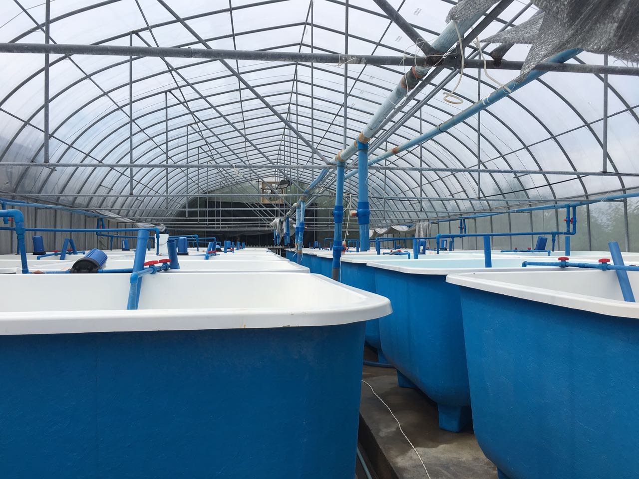 Project Gallery : [ AUSTRALIA - Fremantle, Perth ] [ Hatchery Farm ]